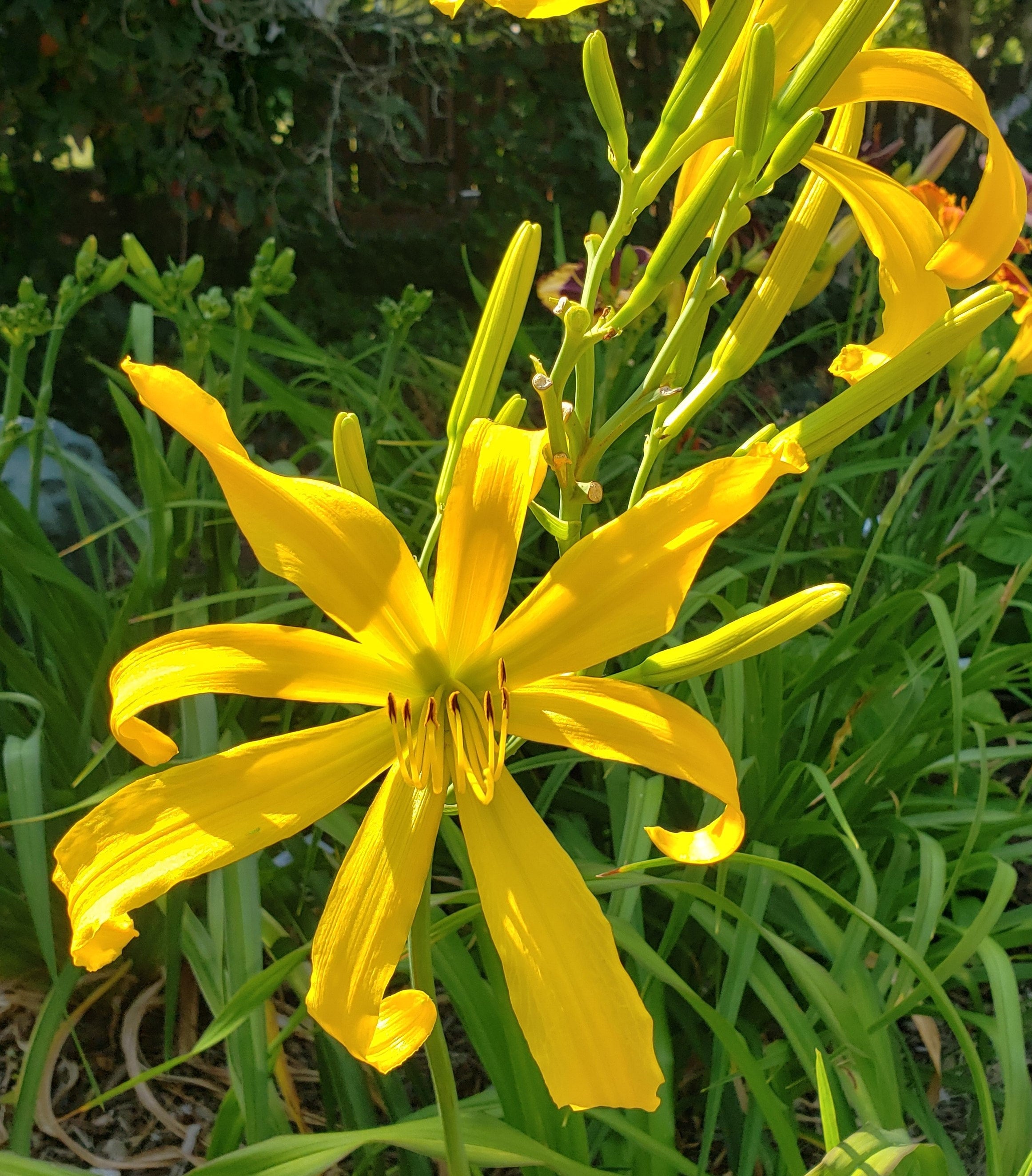 Yellow Monkey | Gardens of Ataraxia